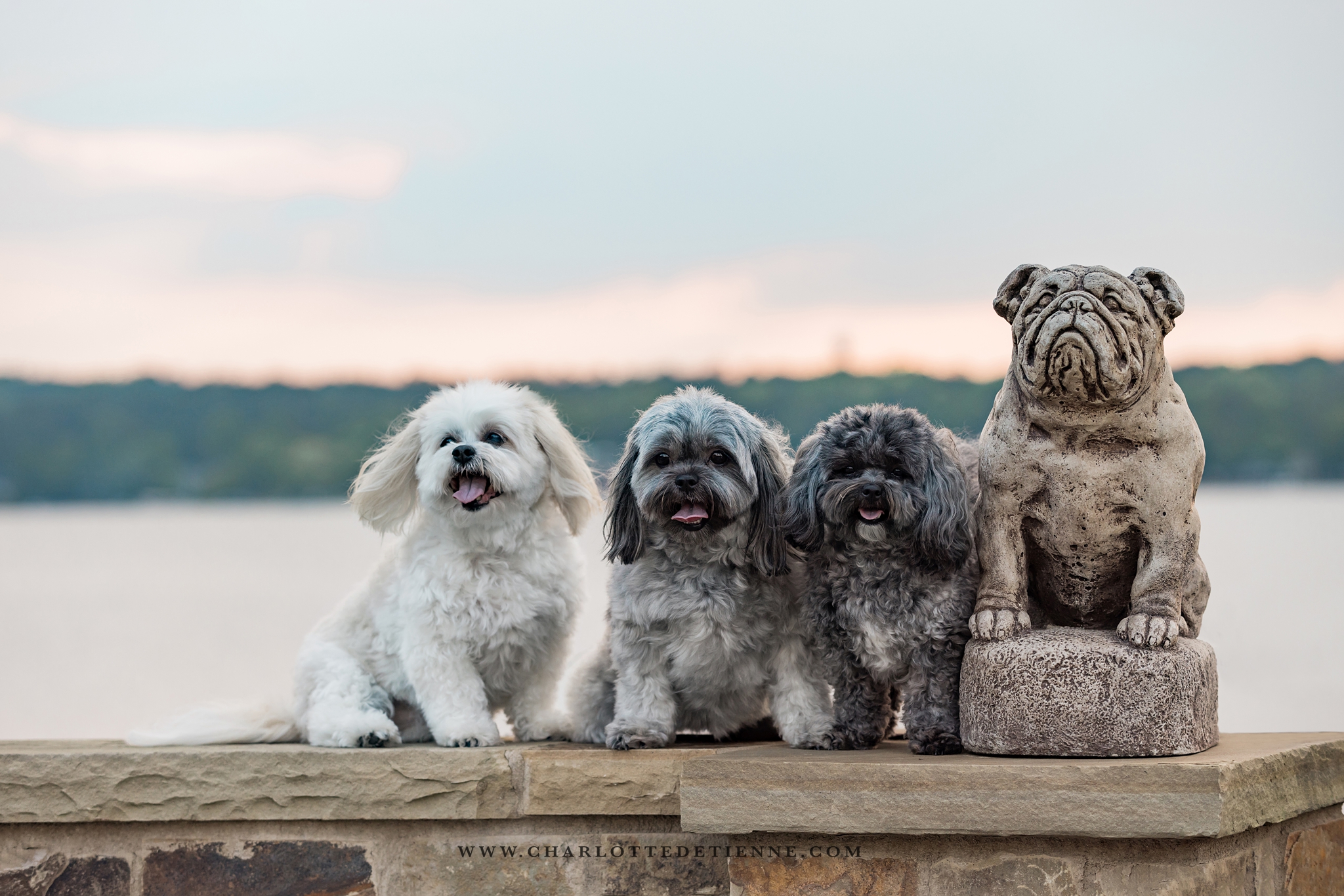 Lake Dog - Georgia Horse & Dog Photography